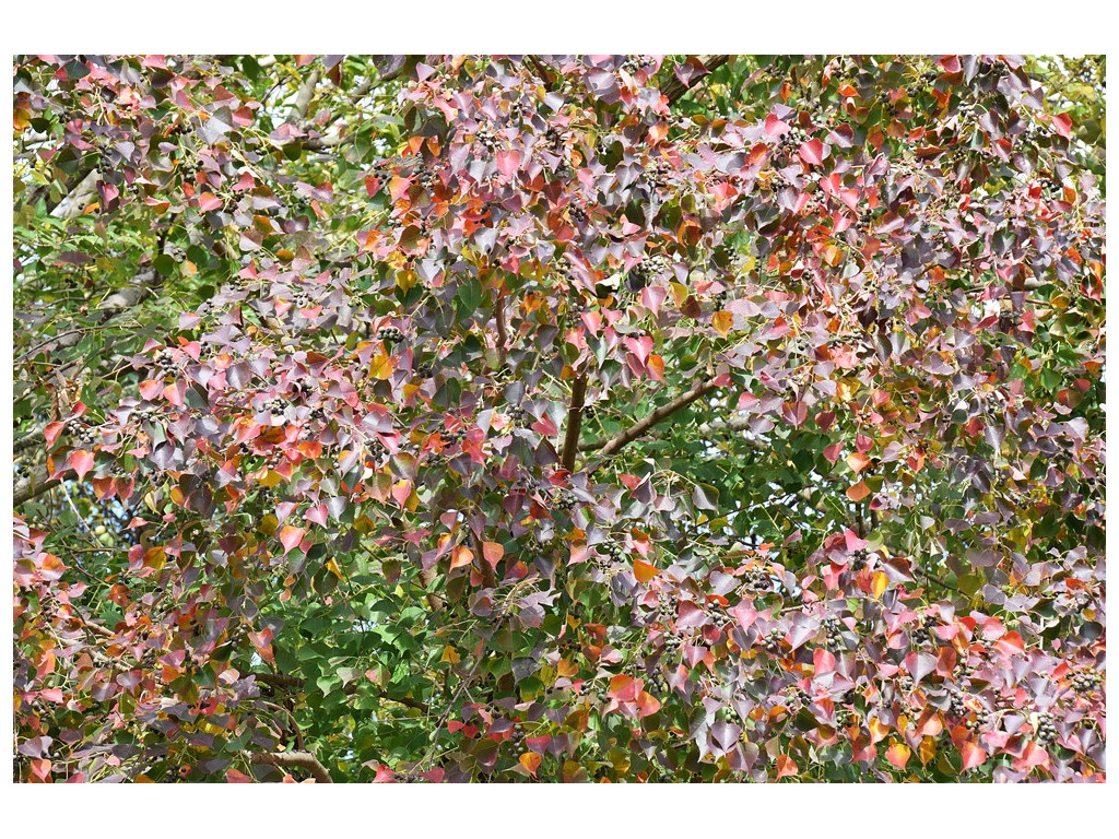 SAPIUM SEBIFERUM CMBJP2052