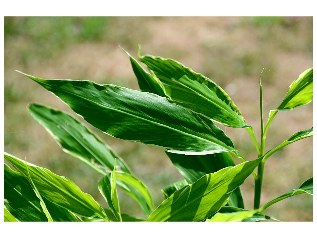 ZINGIBER MIOGA 'WHITE FEATHER'