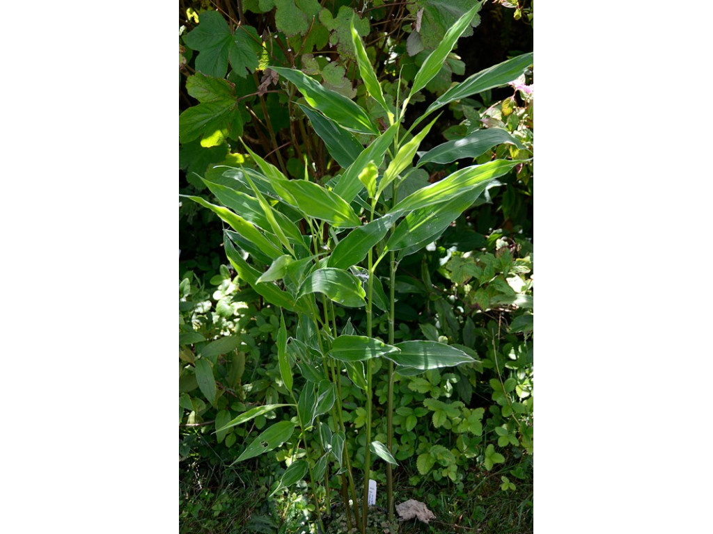 ZINGIBER MIOGA 'WHITE FEATHER'