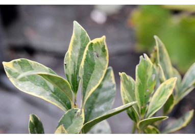 ILEX INTEGRA 'YOCHI'