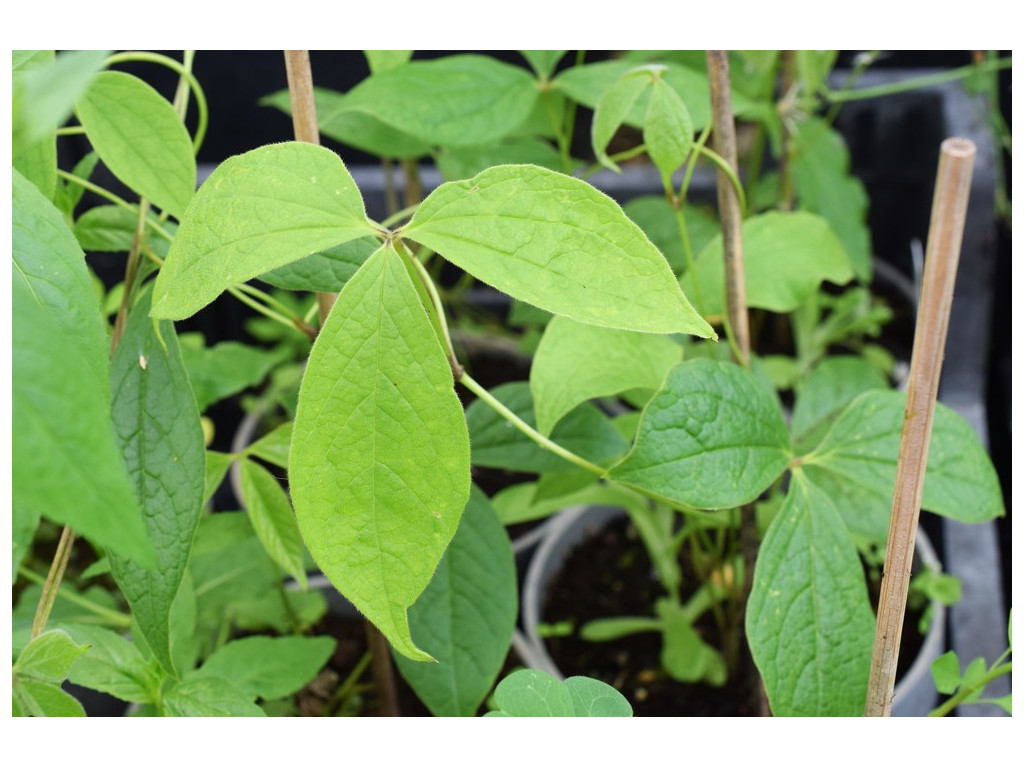 DIOSCOREA aff.PENTAPHYLLA CH5662