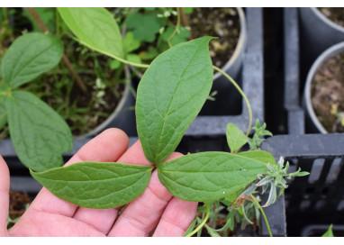 DIOSCOREA aff.PENTAPHYLLA CH5662