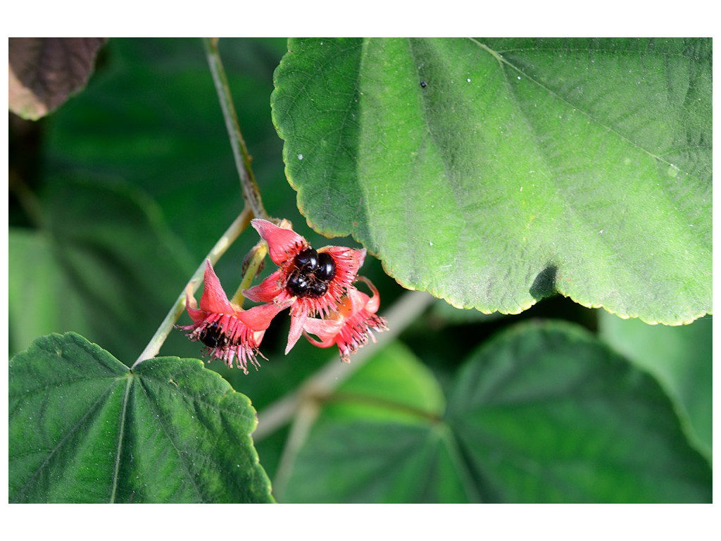 RUBUS FLAGELLIFLORUS
