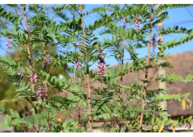 INDIGOFERA PENDULA