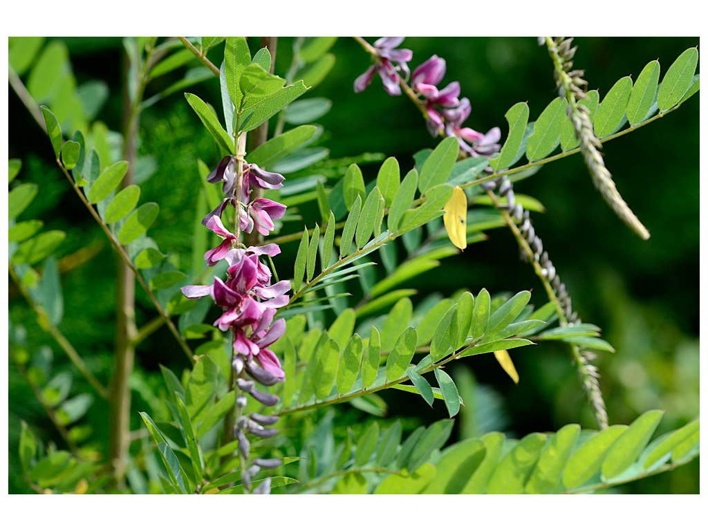 INDIGOFERA PENDULA