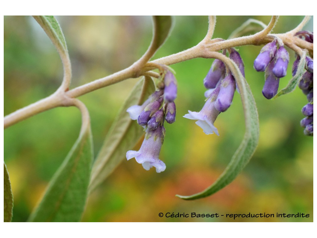 BUDDLEJA FORRESTII WO/8046