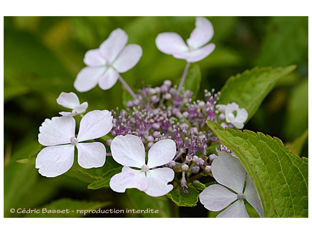 HYDRANGEA MACROPHYLLA f.NORMALIS JP889
