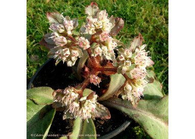 CHRYSOSPLENIUM MACROPHYLLUM
