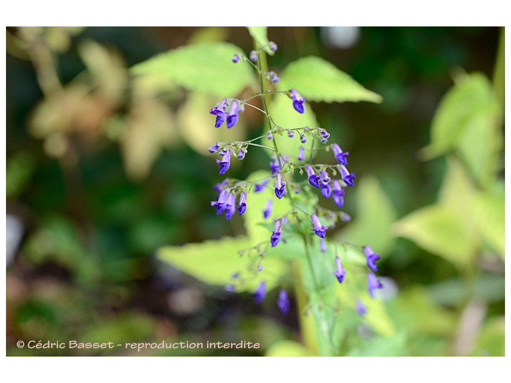 ISODON LONGITUBUS 'NOSHOKU'