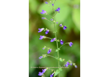 ISODON LONGITUBUS 'NOSHOKU'