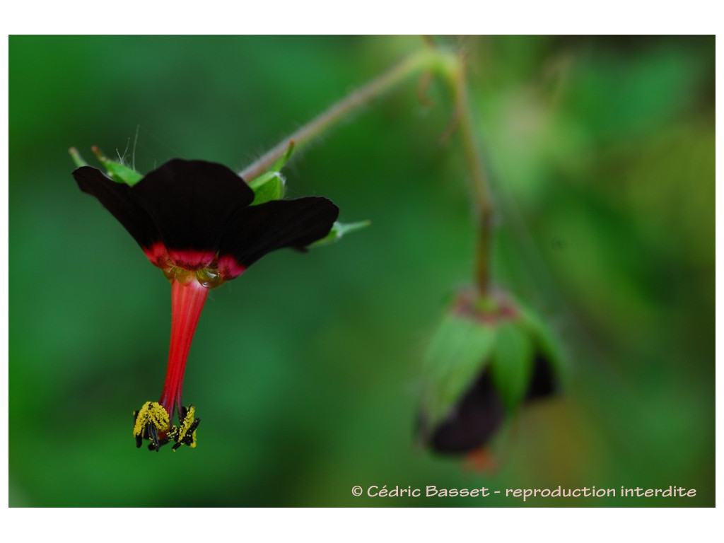 GERANIUM SINENSE W/O-9123