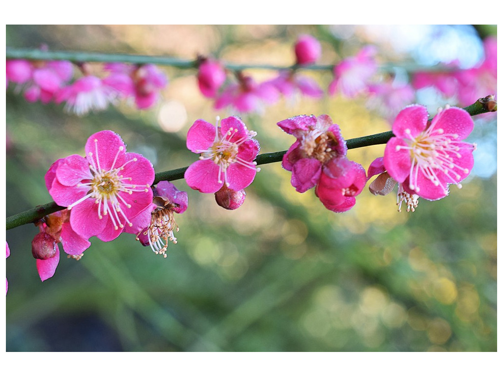 PRUNUS MUME 'BENI CHIDORI'