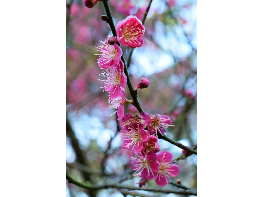PRUNUS MUME 'BENI CHIDORI'