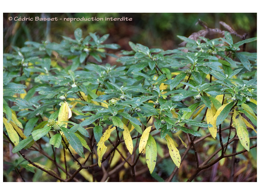 EDGEWORTHIA CHRYSANTHA