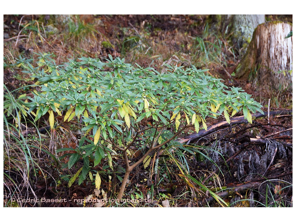 EDGEWORTHIA CHRYSANTHA