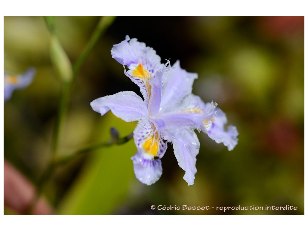 IRIS CONFUSA - iris bambou