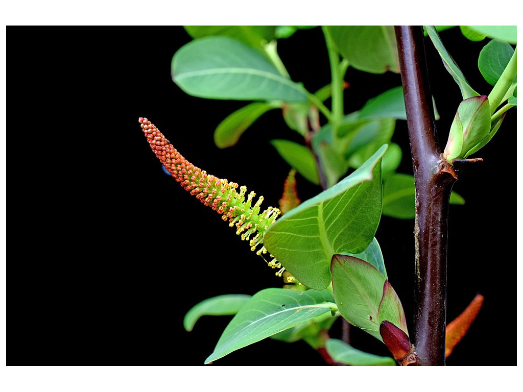 SALIX MAGNIFICA