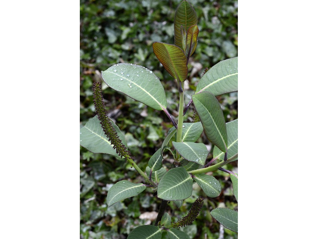 SALIX MAGNIFICA