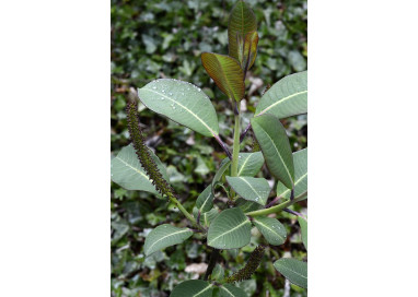 SALIX MAGNIFICA