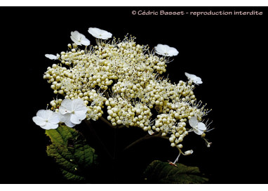 HYDRANGEA LONGIPES