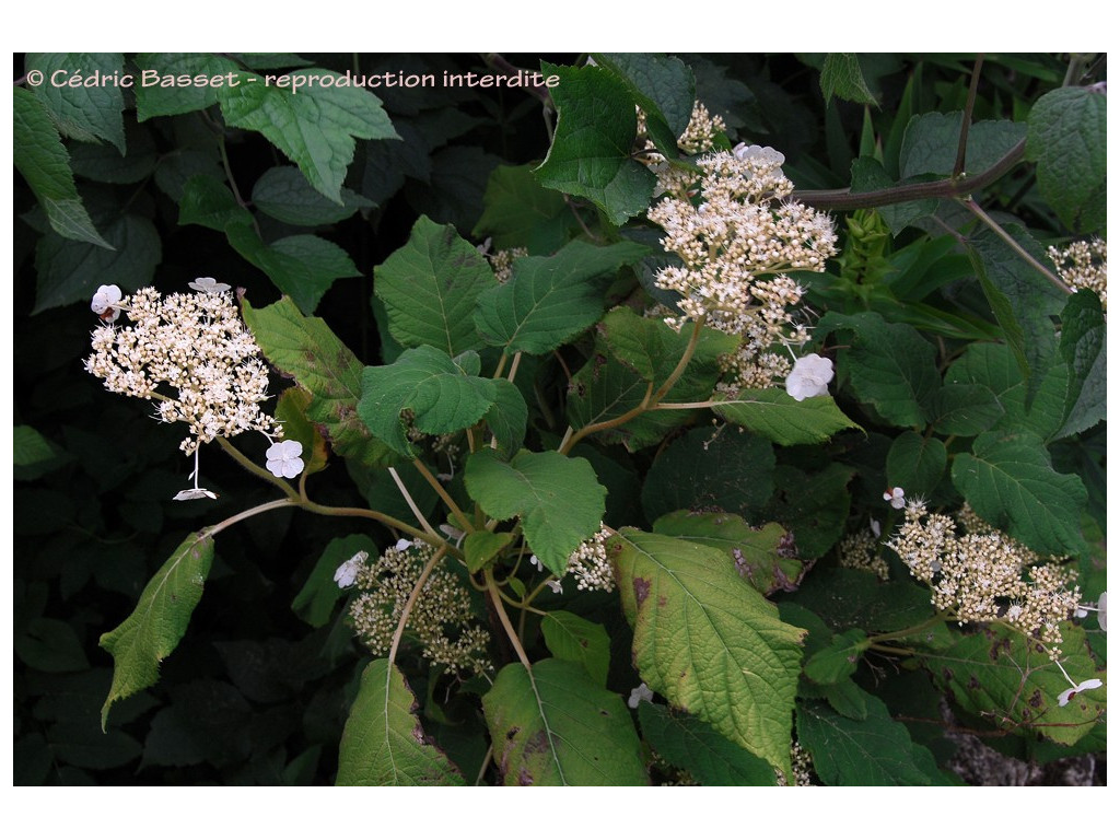 HYDRANGEA LONGIPES