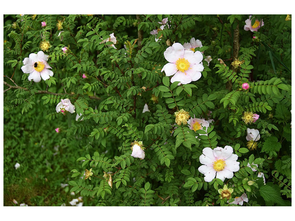 ROSA ROXBURGHII W/O-9218