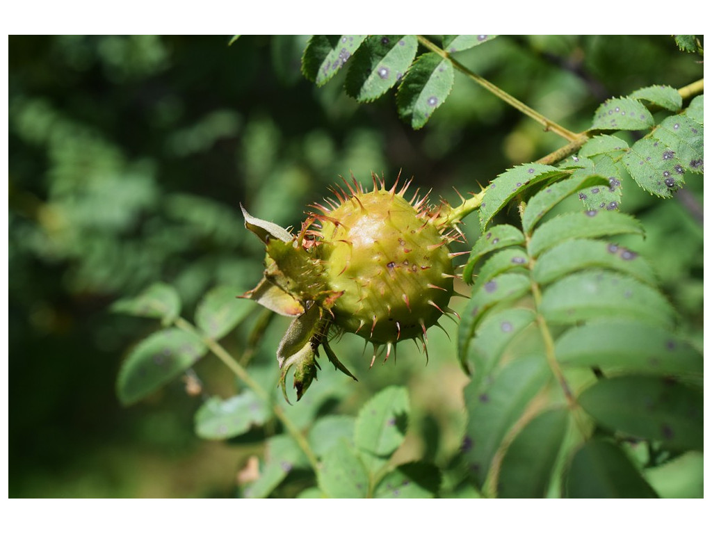 ROSA ROXBURGHII W/O-9218