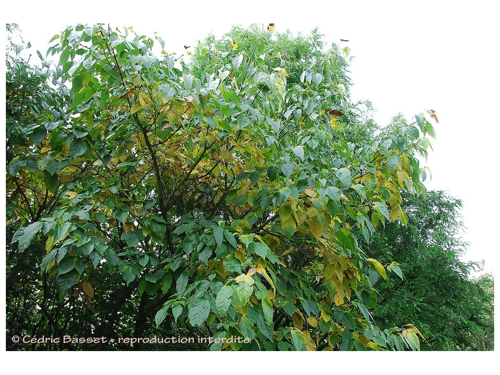 FRAXINUS RHYNCHOPHYLLA