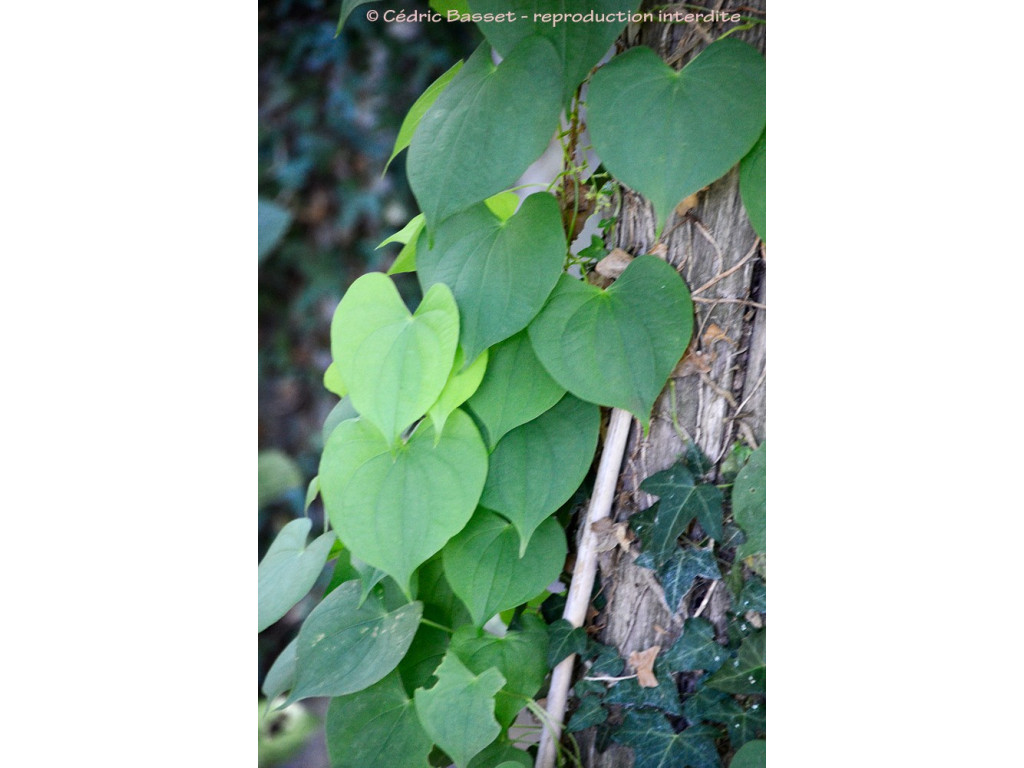 DIOSCOREA sp.Yushan