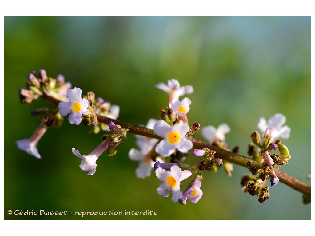 BUDDLEJA sp. W/O-9010