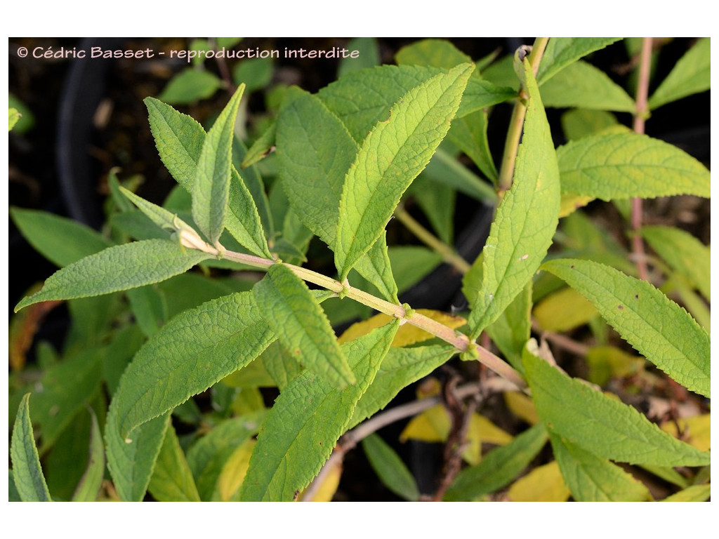 BUDDLEJA sp. W/O-9010
