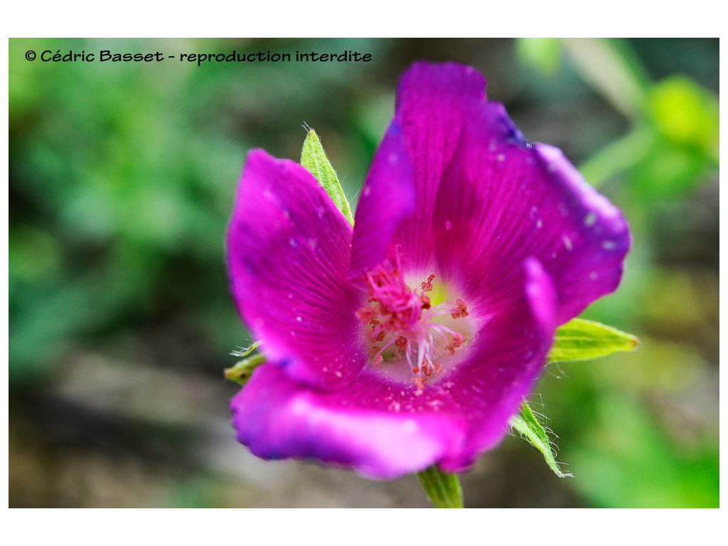 CALLIRHOE INVOLUCRATA US5899