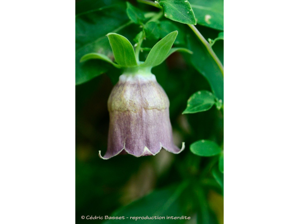 CODONOPSIS USSURIENSIS