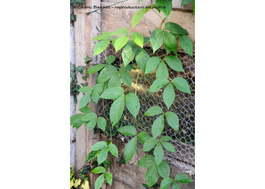 DIOSCOREA aff.PENTAPHYLLA CH5662