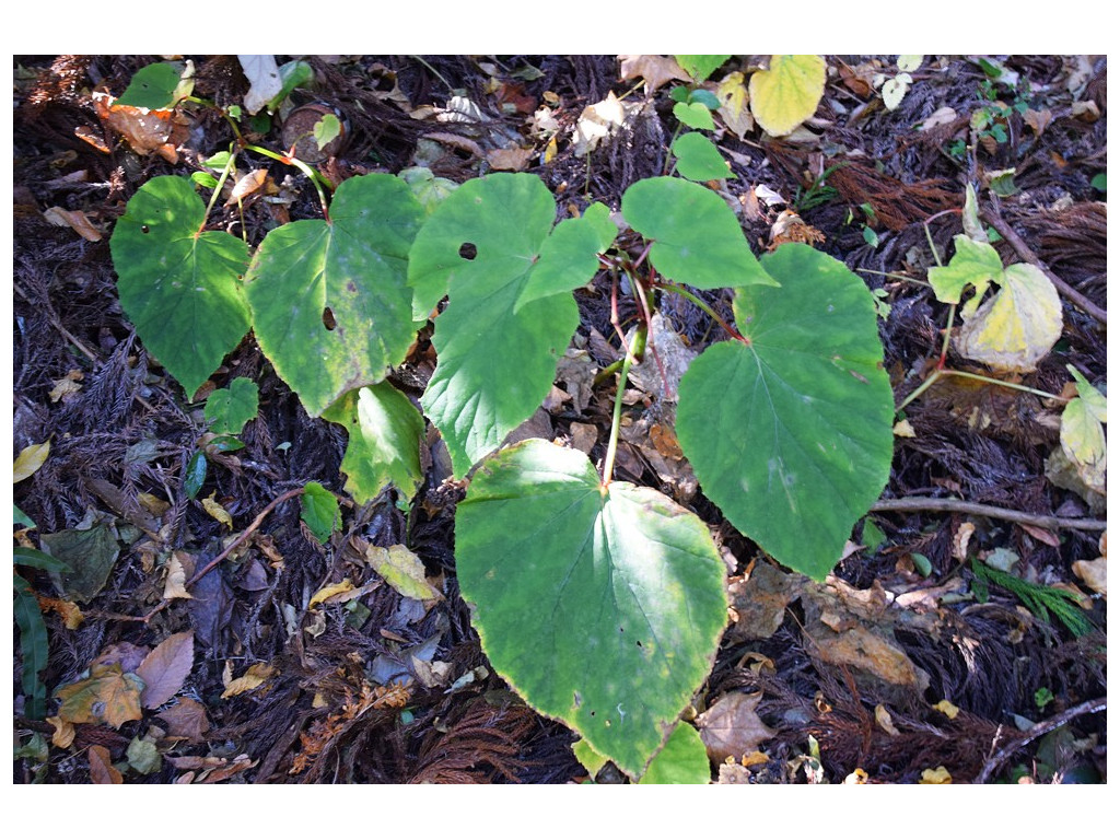 BEGONIA GRANDIS f.ALBA