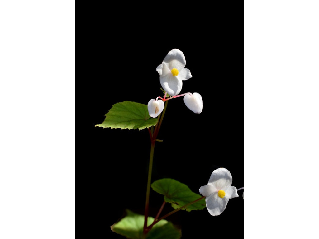 BEGONIA GRANDIS f.ALBA