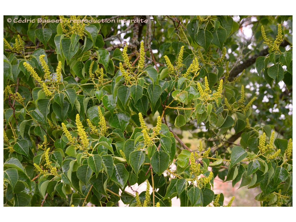 SAPIUM SEBIFERUM CMBJP2052