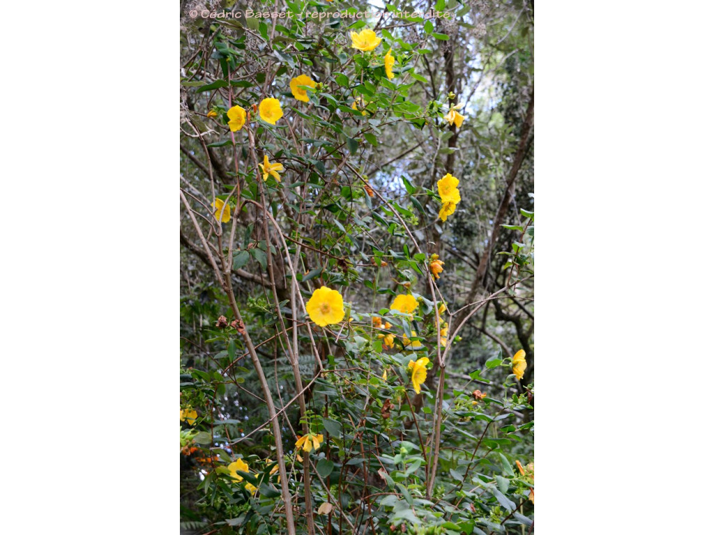 HYPERICUM sp. arbustif