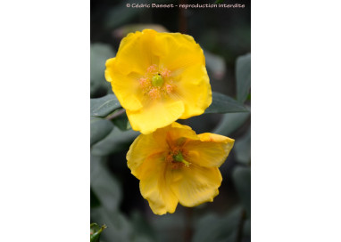 HYPERICUM sp. arbustif