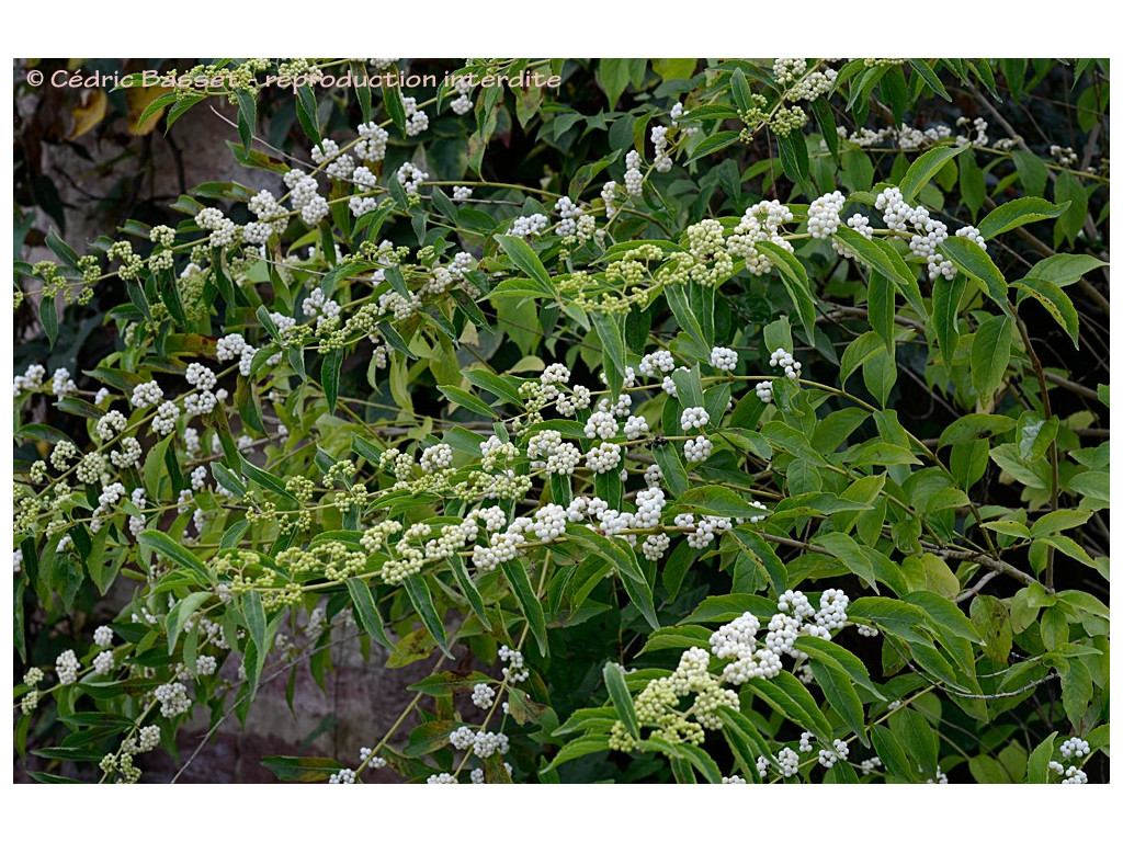 CALLICARPA JAPONICA 'LEUCOCARPA'