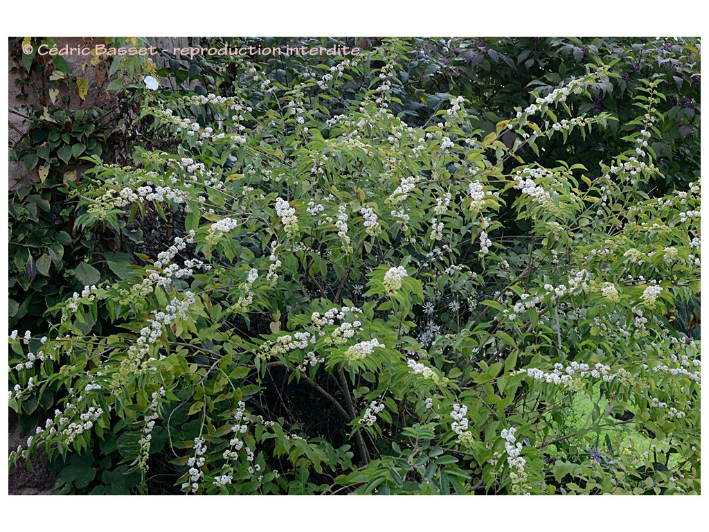 CALLICARPA JAPONICA 'LEUCOCARPA'