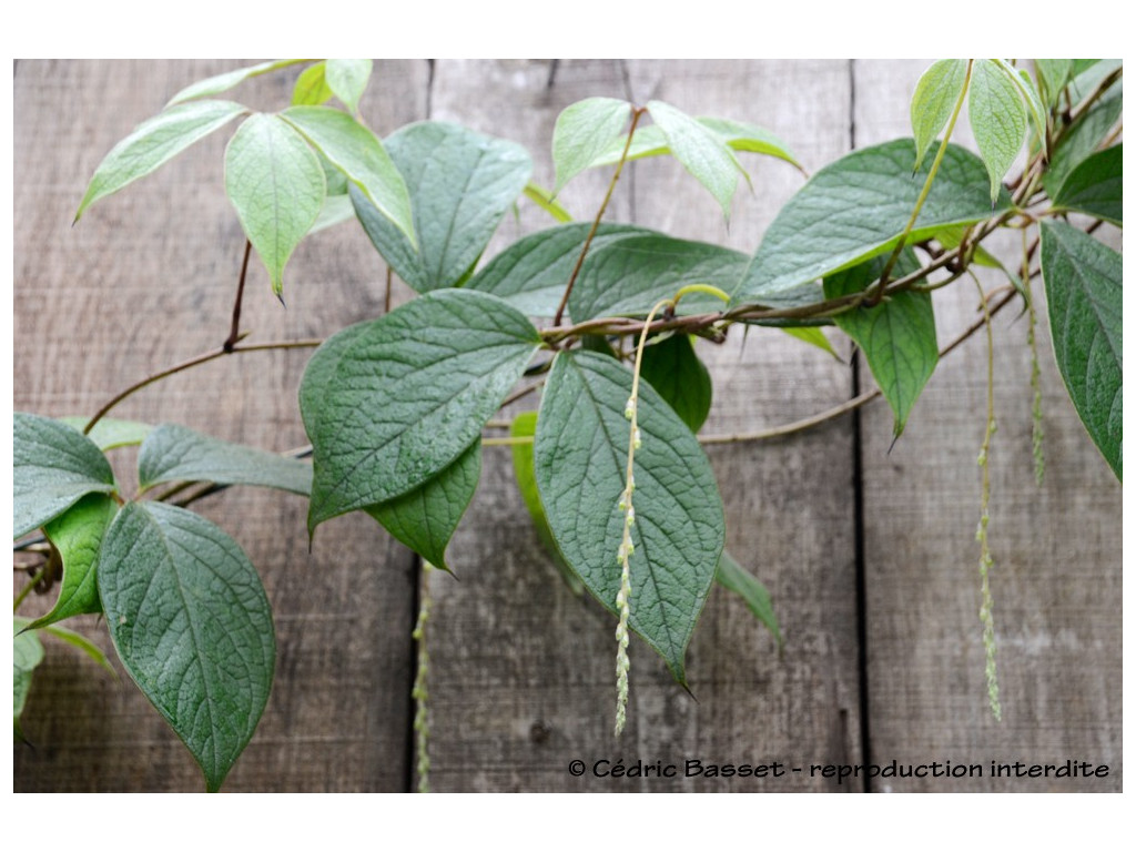 DIOSCOREA aff.PENTAPHYLLA CH5662