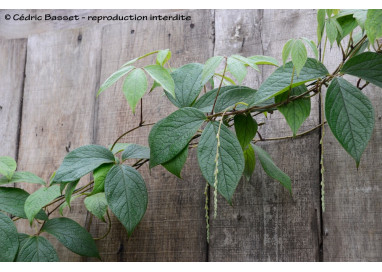 DIOSCOREA aff.PENTAPHYLLA CH5662