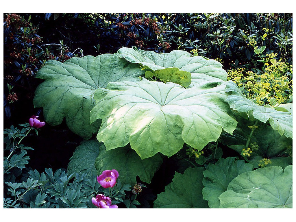 ASTILBOIDES TABULARIS