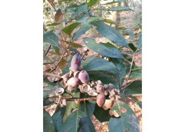 LITHOCARPUS sp. Chine W/O-9300