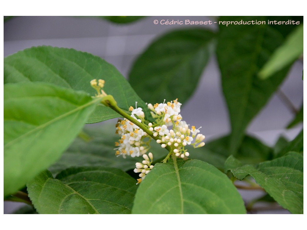 CALLICARPA JAPONICA 'LEUCOCARPA'