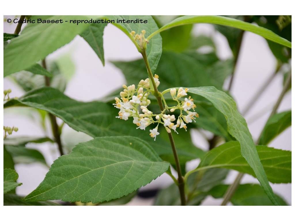 CALLICARPA JAPONICA 'LEUCOCARPA'