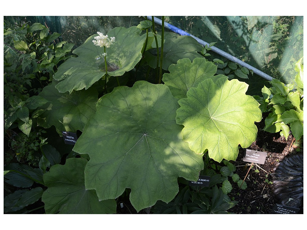 ASTILBOIDES TABULARIS