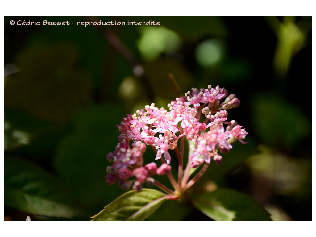 HYDRANGEA HIRTA x LUTEOVENOSA 'BENZAKI KOAJISAI'