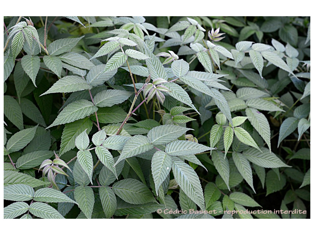 RUBUS HIRSUTUS CBJP1004